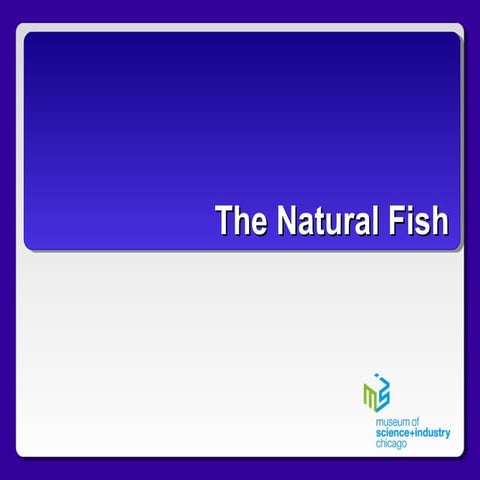 The Natural Fish | PPT | Fish and Aquariums | Pets