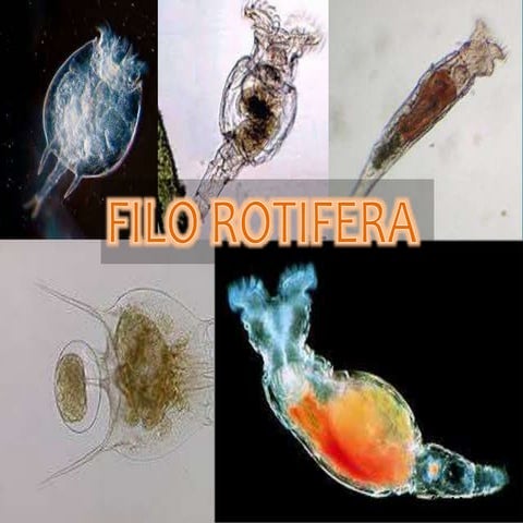 Filo rotífera: características y clasificación | PPTX