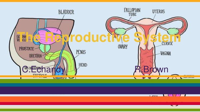 Reproductive system