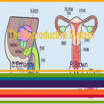 Reproductive system | PPT
