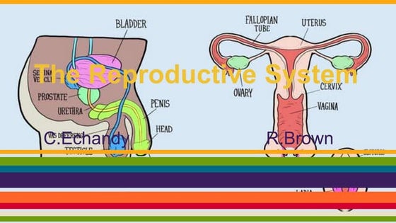 Biology Subject for High School Human Reproduction by Slidesgo.pptx