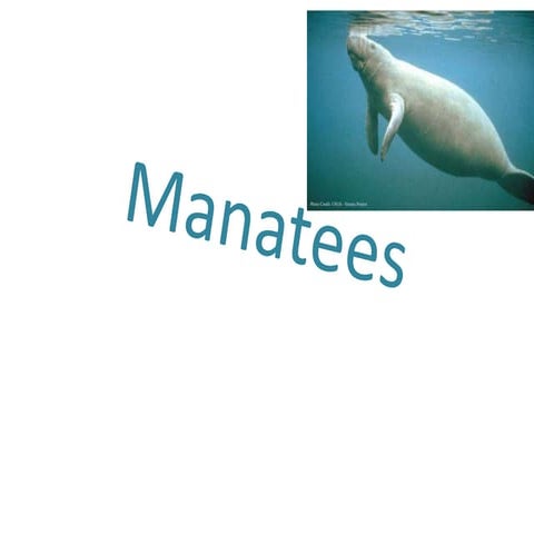 Manatee | PPTX