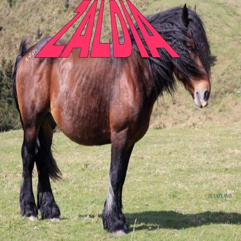 Zaldia | PPT