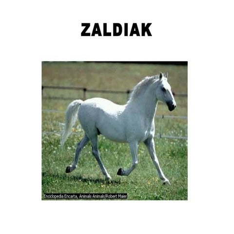 Zaldia | ODP