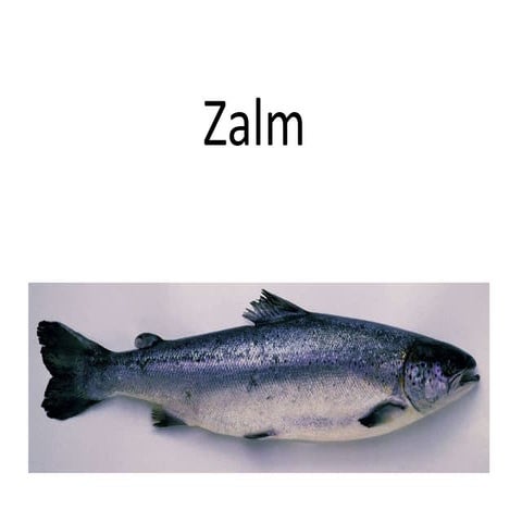 Zalm | PPT