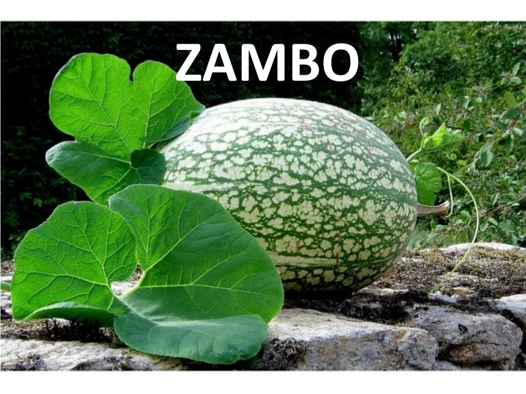 Características del Zambo por Daniel Rivera