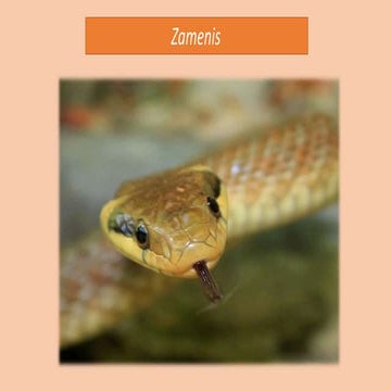 Zamenis non poisonous snake | PPTX