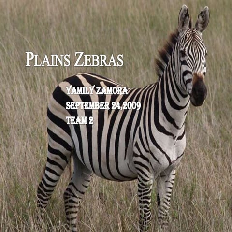 Zebras | PPTX