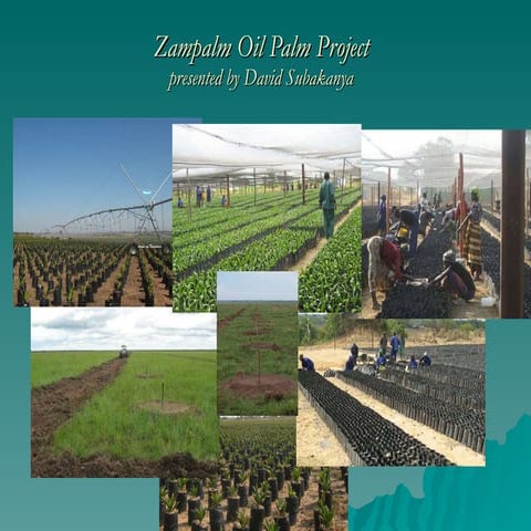 Zampalm Oil Palm Project Presentation | PPT