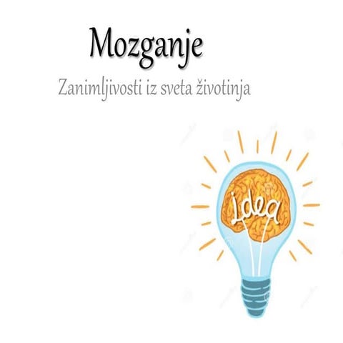 Zanimljivosti sveta životinja | PPTX