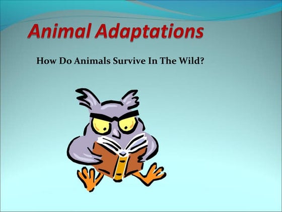 Animal adaptations introduction | PPTX | Reptiles | Pets