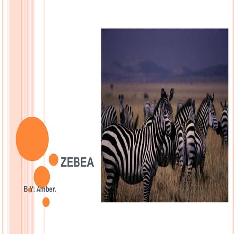 Zebea | PPTX