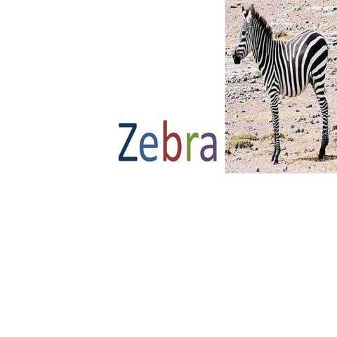 Zebra | PPT