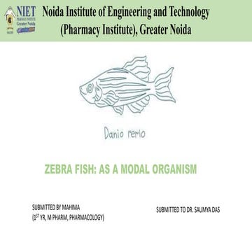 ZEBRA FISH: as model organism.pptx