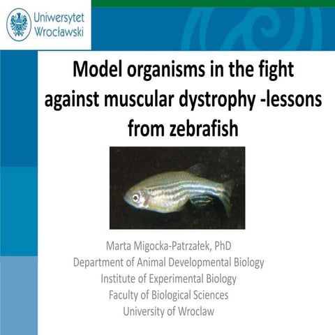 Zebrafish in the fight against muscular dystrophy | PPTX
