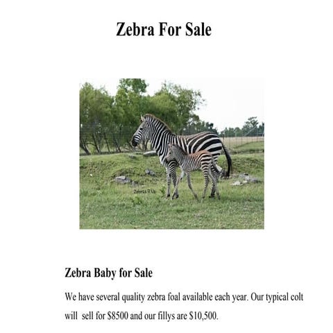 Zebra for sale | PPT