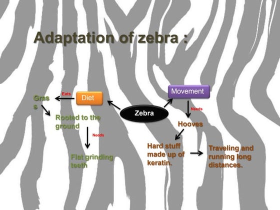 Zebra alvord | PPT
