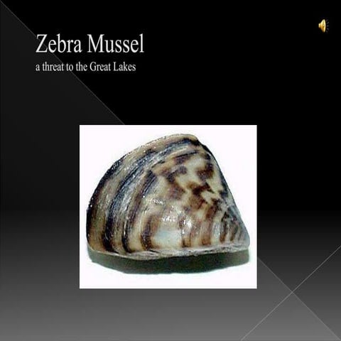 Zebra Mussel Infestation Protect Waterways with Invasive Species ...