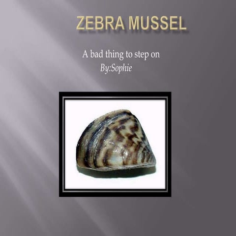 Zebra mussels | PPTX