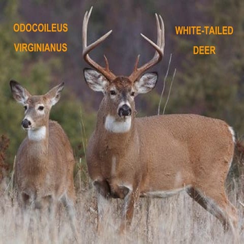 Ze deer bio_div | PPT