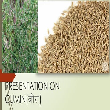 Zeera Presentation or Cumin Presentation.pptx