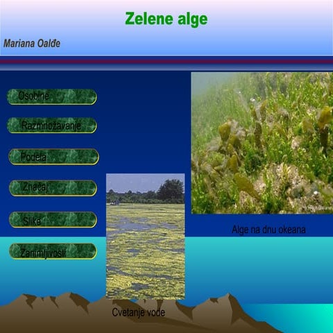 Zelene alge | PPT