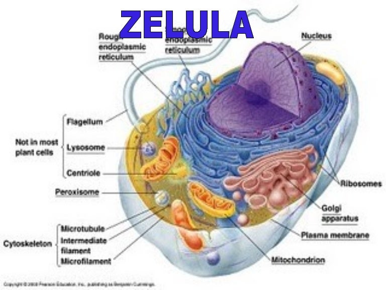 Zelula