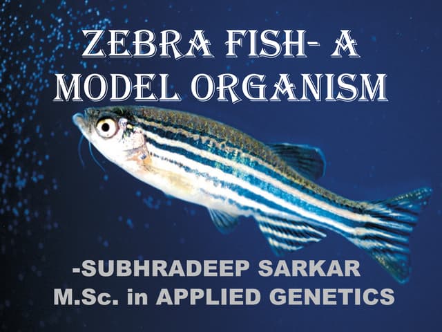 ZEBRA FISH: as model organism.pptx