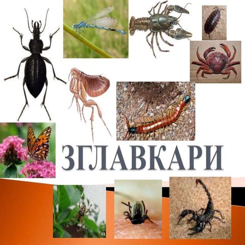 Zglavkari - rakovi | PPTX