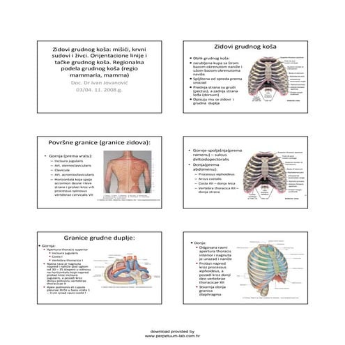 Zidovi grudnog kosa | PDF