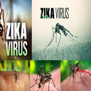 ZIKA | PPTX