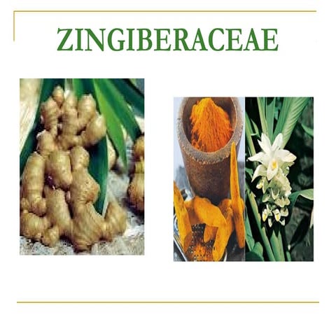 Zingiberaceae | PPT