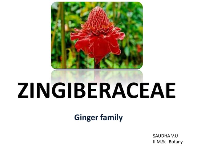 09.Morphology and microscopy of Ginger.ppt