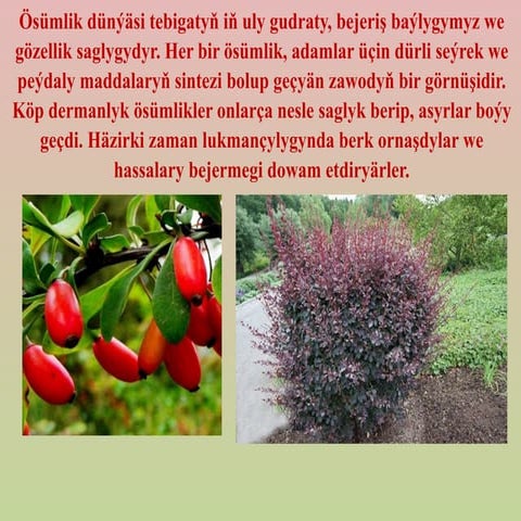 Zirk, borboris polezno dlya zdorowya.pptx