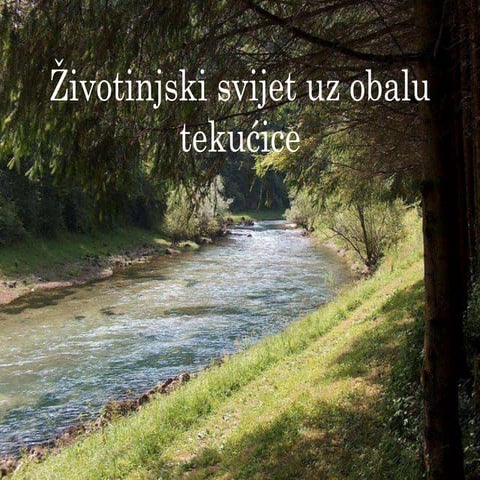 Zivotinjski svijet uz obalu tekućice.pptx