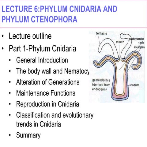 ZL 121 Lecture 6 Cnidaria_Ctenophora(1)(1).ppt