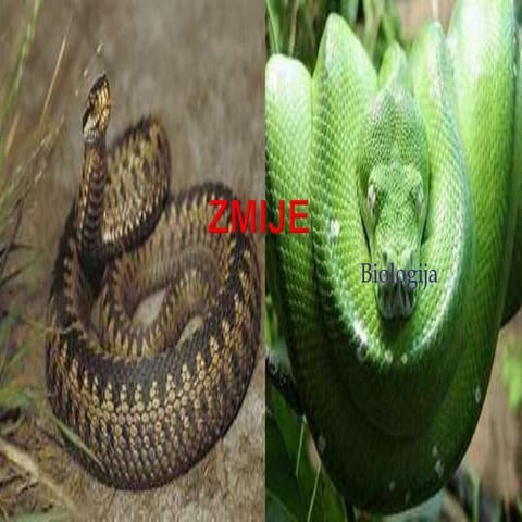 Zmije | PPTX