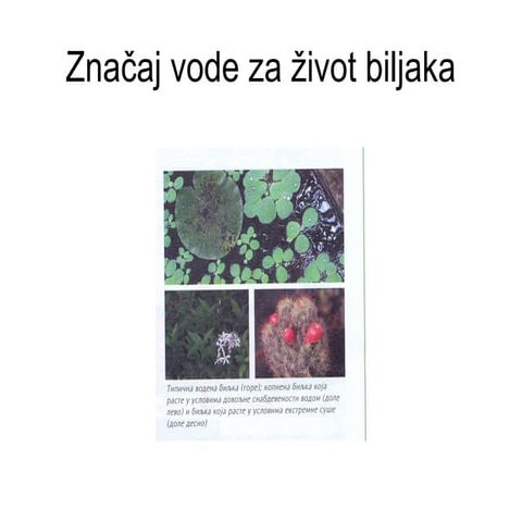 Značaj vode za život biljaka,transpiracija i fotosinteza | PPT