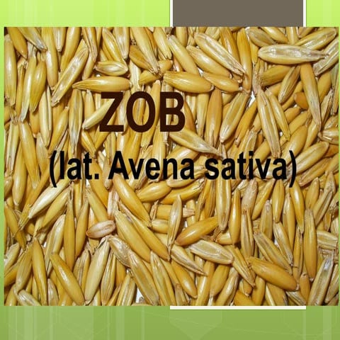 Zob | PPT