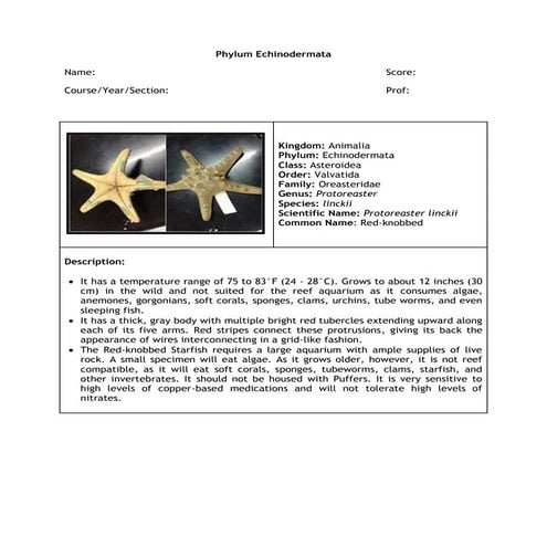 General Zoology Lab - Activity 9 Echinodermata | DOCX