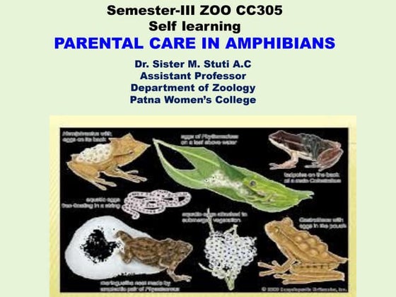 PARENTAL CARE IN AMPHIBIA.ppt, M.Sc 2nd Semester | PPT