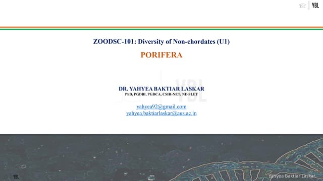 Phylum Porifera - Sycon | PPTX