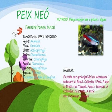 Peix neó | PPTX