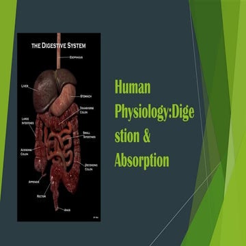 Digestion and absorption | PPTX