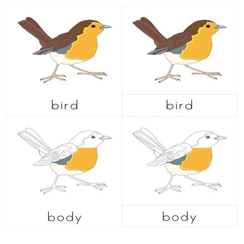 3 part cards "body parts of animals" | PDF