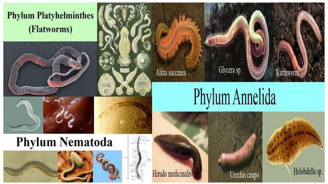 Phylum nematoda 1 | PPTX