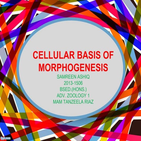 morphogenesis | PPT