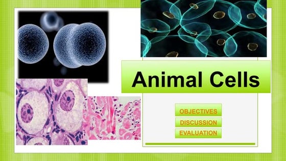 Introduction to Biology | PPT