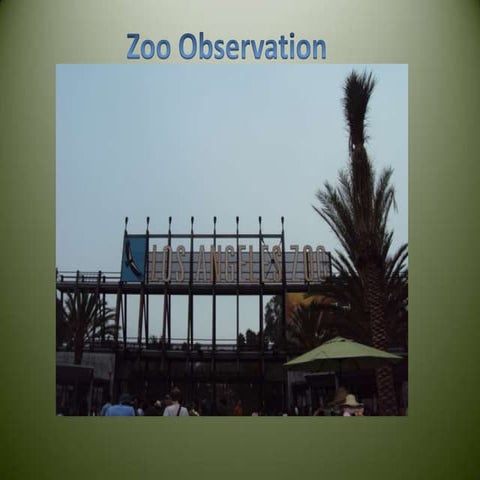 Zoo observation | PPTX