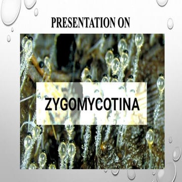 Zygomycotina | PPTX